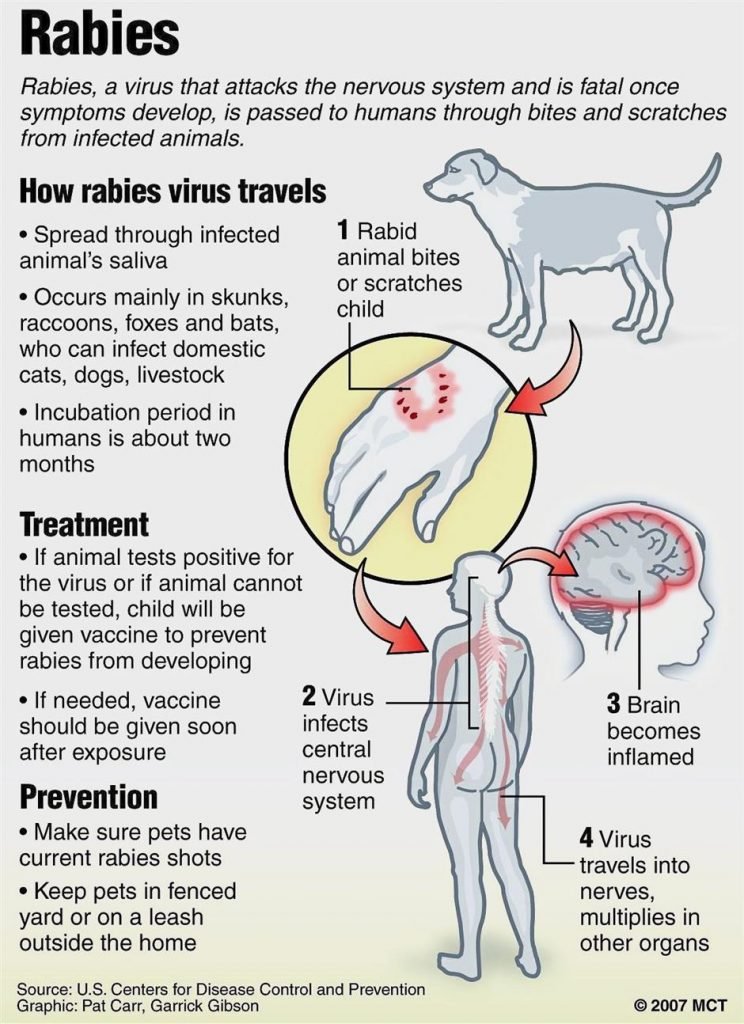 Health 101: Celebrating World Rabies Day